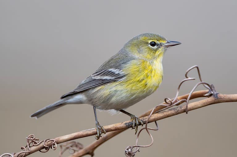 18 Birds That Spend Their Winters in North Carolina - A-Z Animals