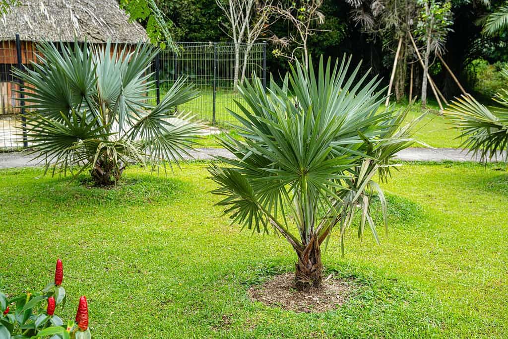 The 5 Most Common Palm Trees You'll Find in Mexico - A-Z Animals