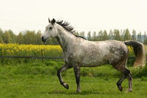 The 14 Best Horse Breeds For Eventing - A-Z Animals