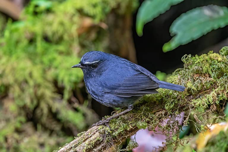 The Big List of 61 Blue Birds - A-Z Animals