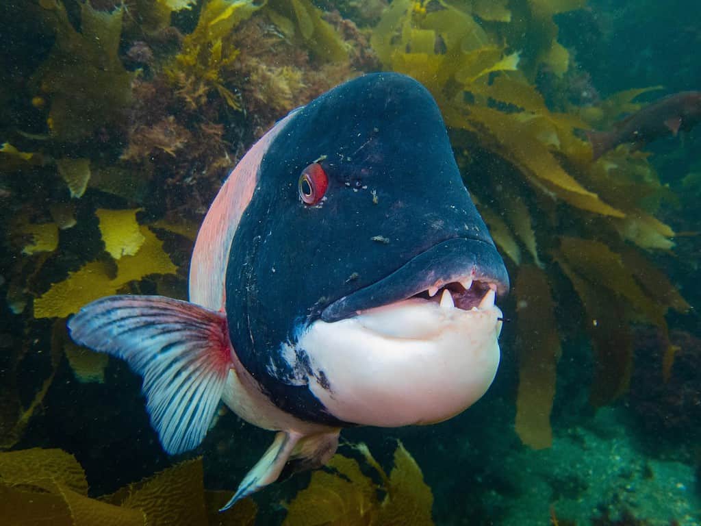16 Amazing Fish with Big Foreheads (Must-See Photos!) - A-Z Animals