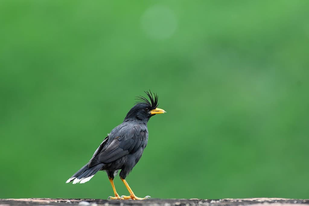 17 Black Birds With Yellow Beaks: How to Properly Identify Each Kind ...