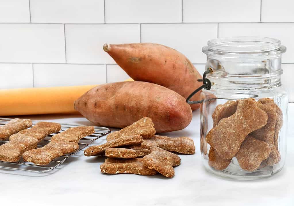 7 Holiday Dog Treat Recipes For Your Dog - A-Z Animals
