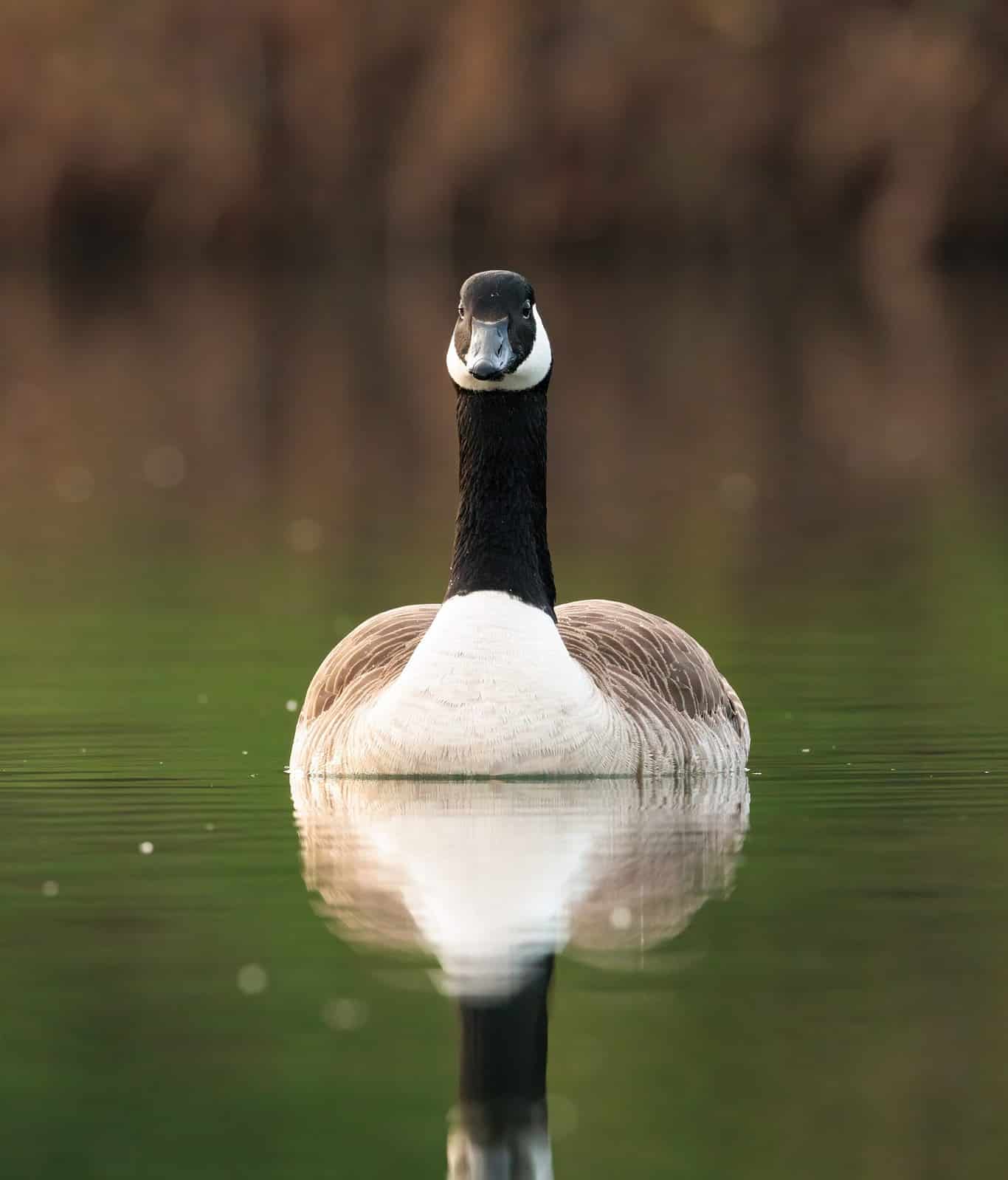 How a Pet Goose Won Millions of Fans by Guarding His Owner - A-Z Animals