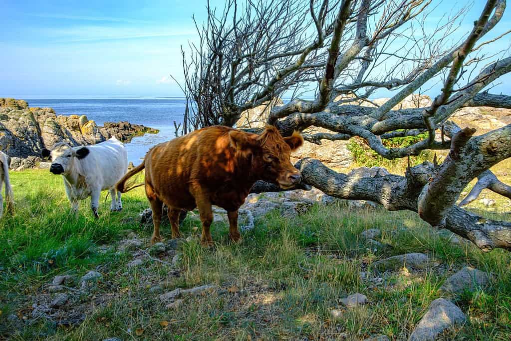 What Is Silvopasture? 5 Key Benefits - A-Z Animals