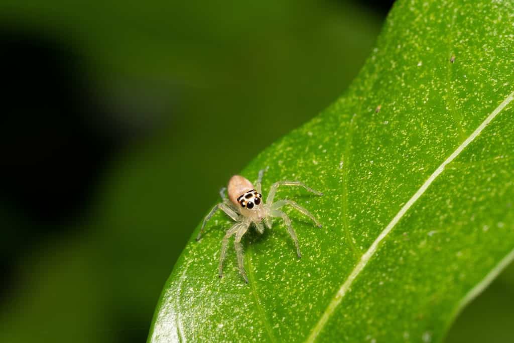 Baby Jumping Spider: 7 Pictures and 7 Incredible Facts - A-Z Animals