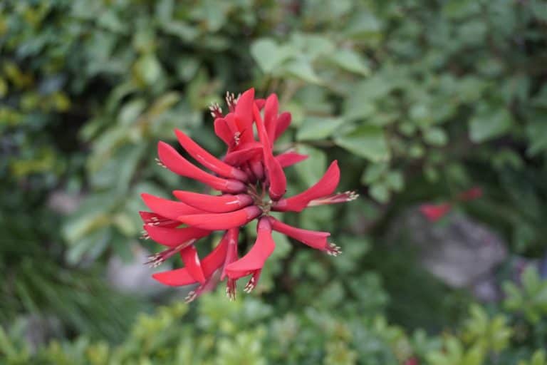 23 Beautiful Types of Red Wildflowers - A-Z Animals