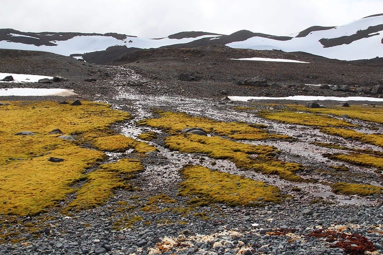 Flowers Are Blooming in Antarctica: Is This Good or Bad? - A-Z Animals