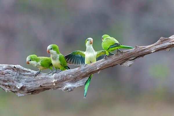 The 5 Most Common Parrots in Florida: ID Guide and Where to Spot Them ...