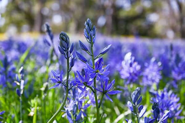Discover 55 Amazing Types of Purple Wildflowers - A-Z Animals