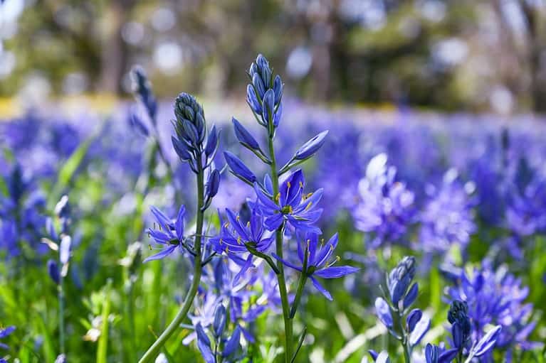 30 Beautiful Types of Blue Wildflowers - A-Z Animals
