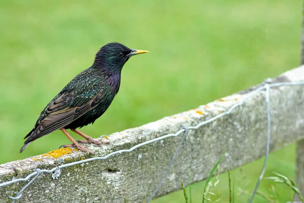 17 Black Birds With Yellow Beaks: How to Properly Identify Each Kind ...
