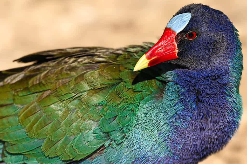 Discover 17 Birds With Beautiful Multicolor Beaks - A-Z Animals