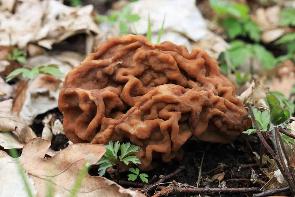 Discover 22 Amazing Types of Rare Mushrooms - A-Z Animals