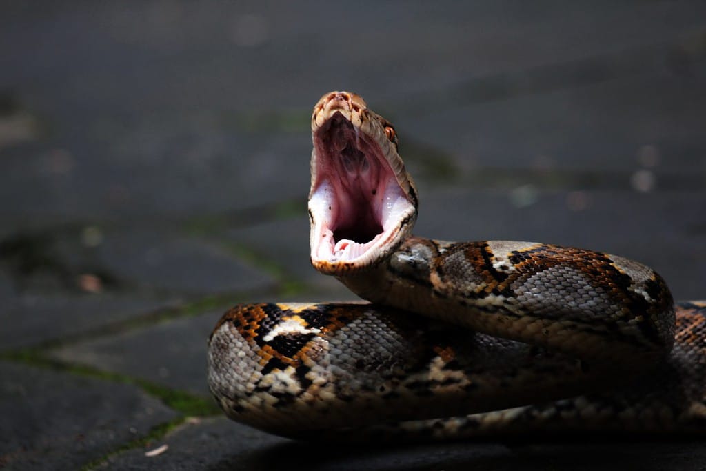 Discover How a Python Has the Ability to Devour a 150-Pound Animal - A ...
