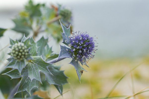 30 Beautiful Types of Blue Wildflowers - A-Z Animals