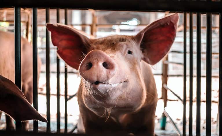 I Traveled Down Weird NJ's 'Pig Lady Road' and Here's What Happened - A ...