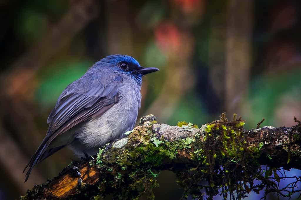 The Big List of 61 Blue Birds - A-Z Animals