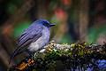 The Big List of 61 Blue Birds - A-Z Animals