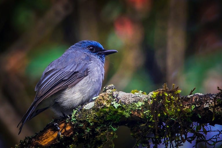 The Big List of 61 Blue Birds - A-Z Animals