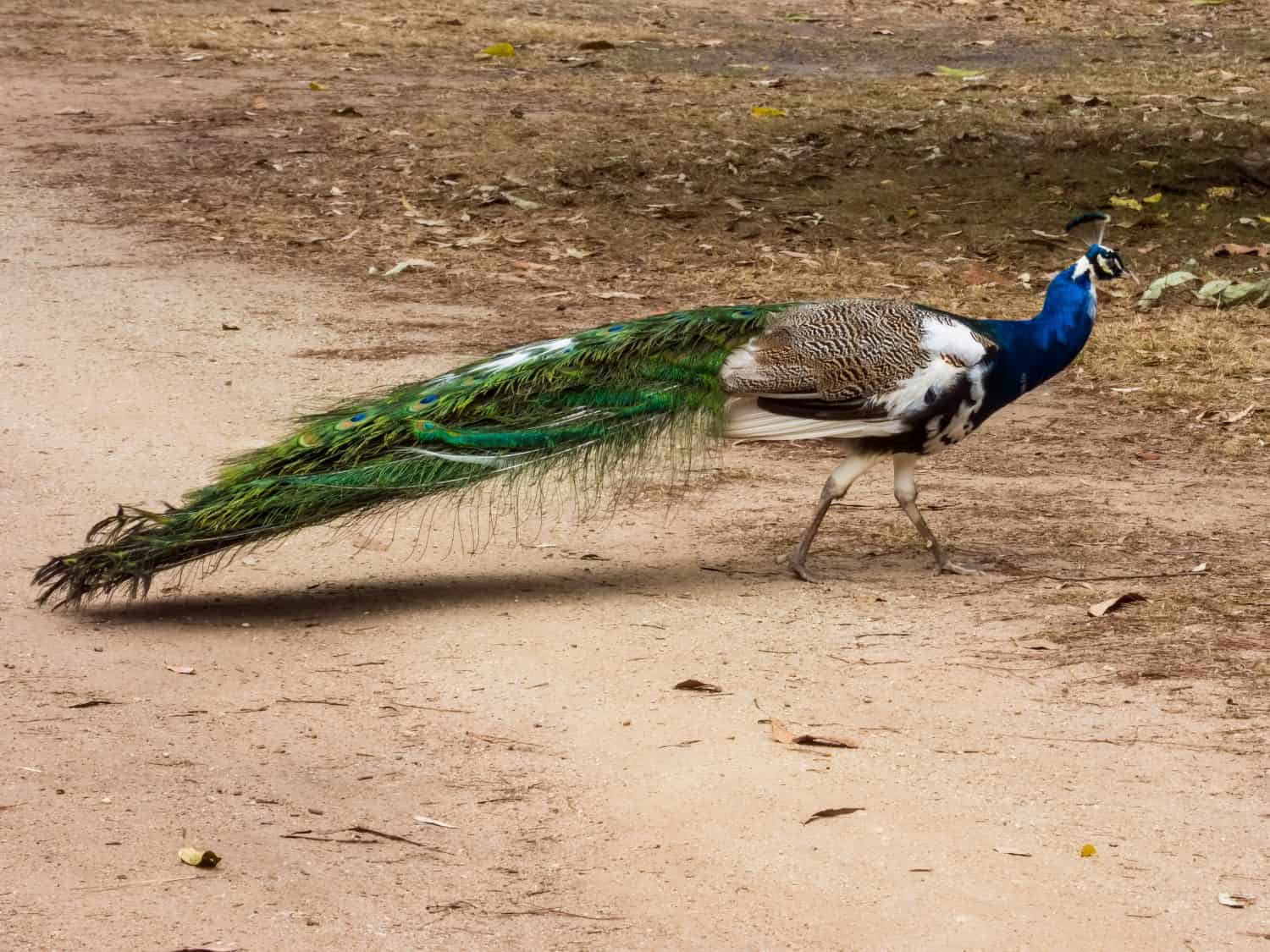 What Are Piebald Peacocks and How Rare Are They? - A-Z Animals
