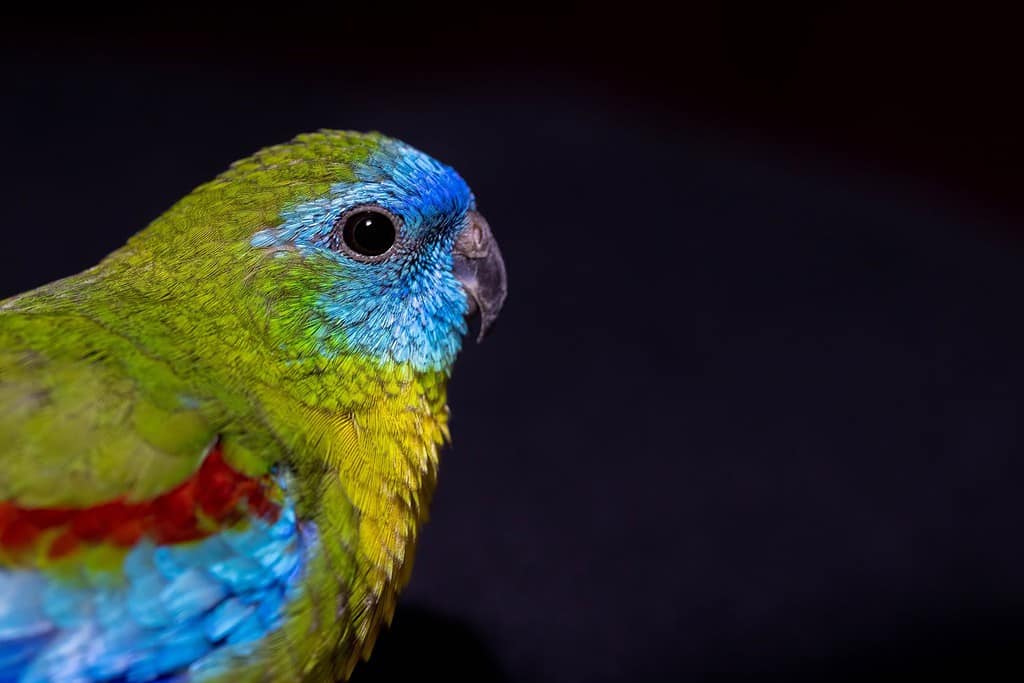 The 38 Most Common Parrots Found in Australia: ID Guide and Where to ...