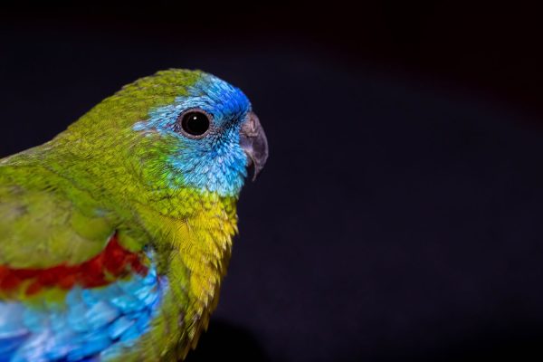 The 38 Most Common Parrots Found in Australia: ID Guide and Where to ...