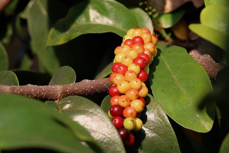 Discover the 19 Fruits That Start With B - A-Z Animals
