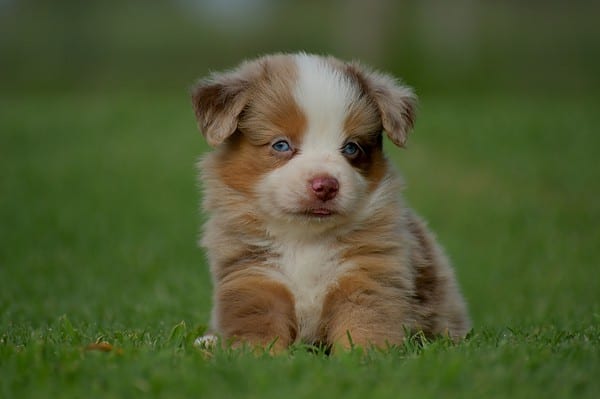 Miniature Australian Shepherd Progression: Growth Chart, Milestones ...