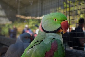 Discover the Top 8 Smartest Types of Parrots in the World - A-Z Animals