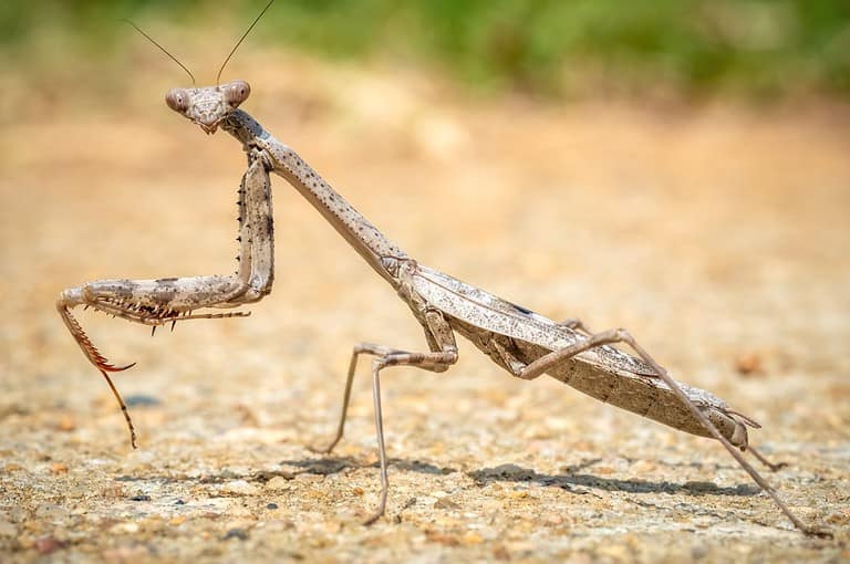 Are Praying Mantis Endangered, and Is It Illegal to Kill Them? - A-Z ...