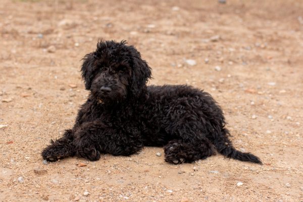 Portuguese Water Dog Prices in 2024: Purchase Cost, Vet Bills, and More ...