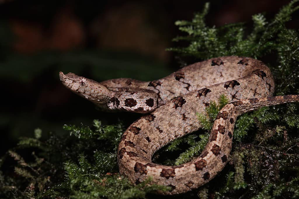 Discover 20 of the Most Endangered Vipers - A-Z Animals