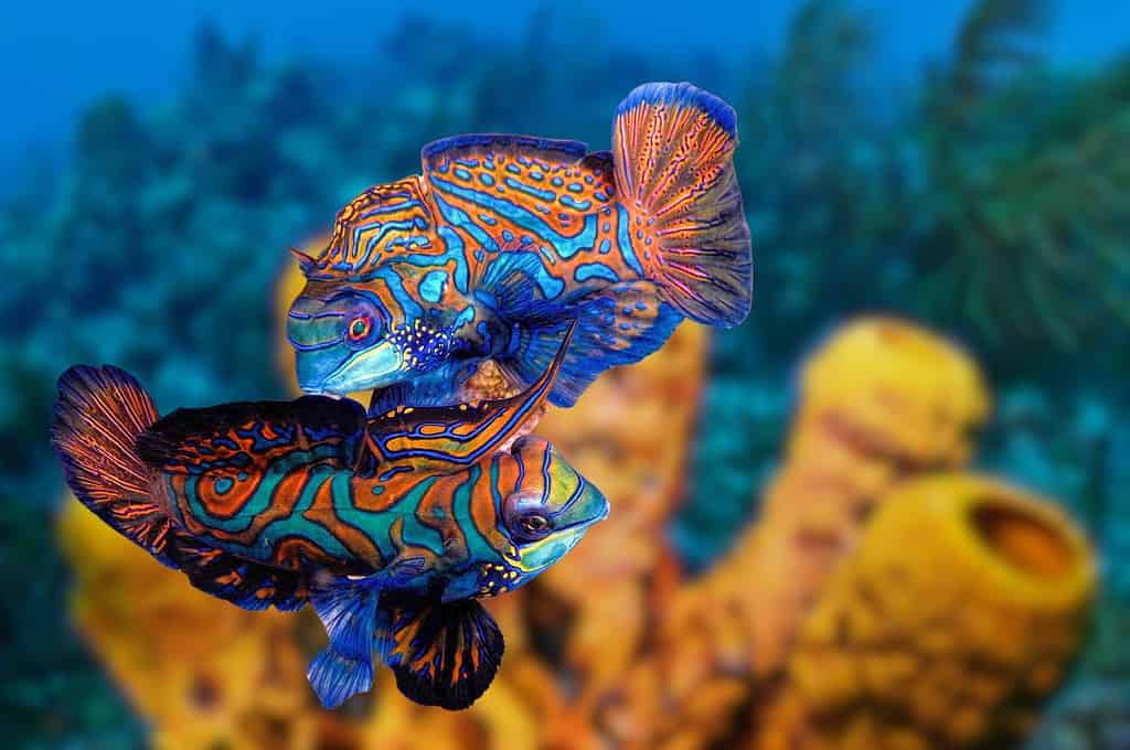 The 17 Most Colorful Saltwater Fish - A-Z Animals