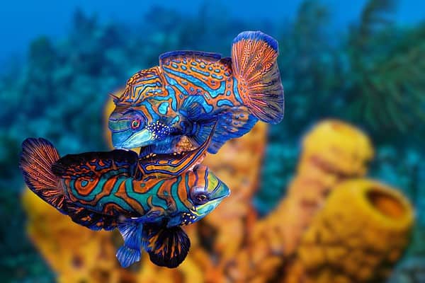 The 17 Most Colorful Saltwater Fish - A-Z Animals