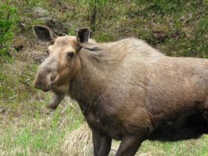 What Does a Moose Call Sound Like and What They Use It For - A-Z Animals