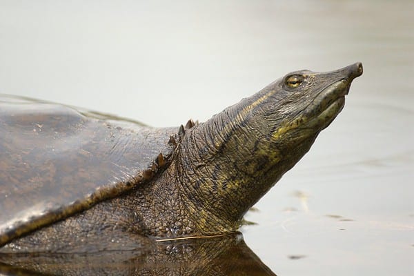 What Does a Softshell Turtle Eat? - A-Z Animals