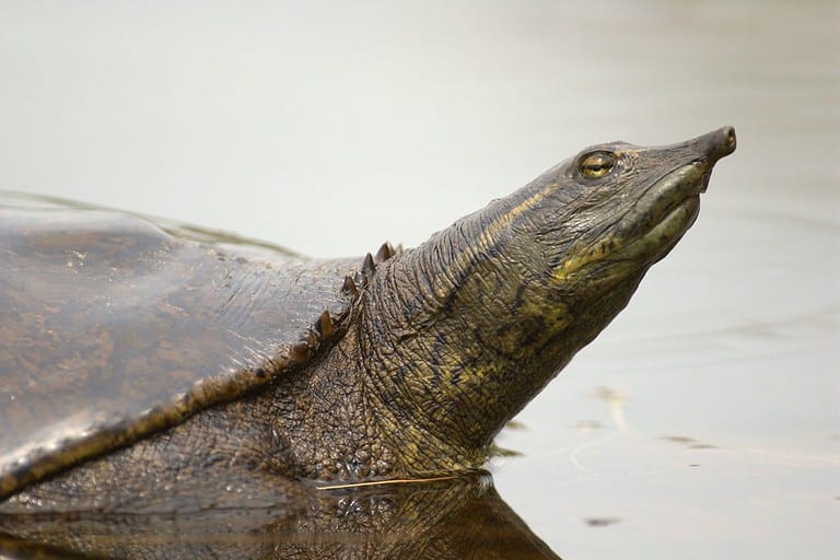 What Does a Softshell Turtle Eat? - A-Z Animals