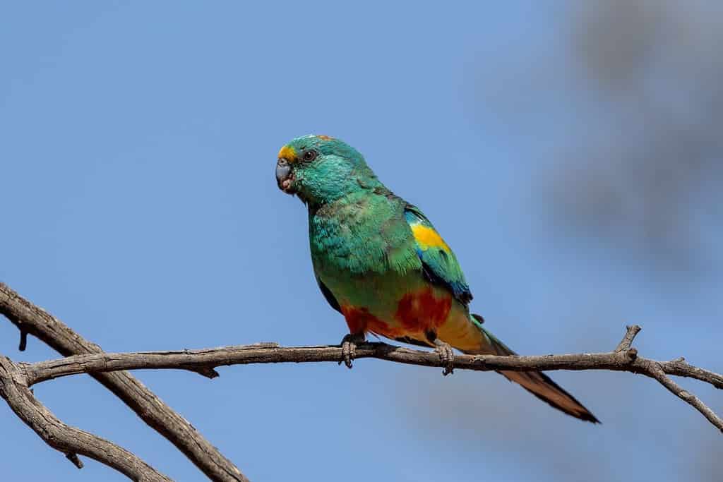 The 38 Most Common Parrots Found in Australia: ID Guide and Where to ...