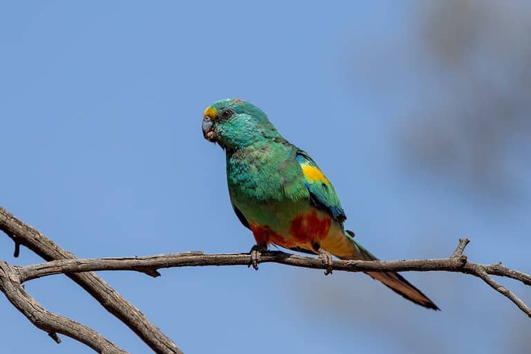 The 38 Most Common Parrots Found in Australia: ID Guide and Where to ...