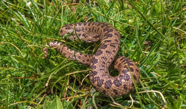 Discover 20 of the Most Endangered Vipers - A-Z Animals