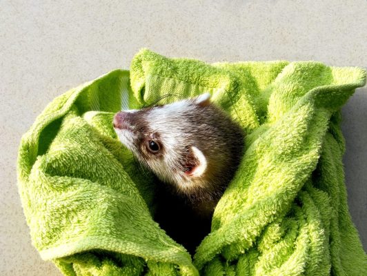 Yes, Ferrets Can Swim but Take These 10 Precautions - A-Z Animals