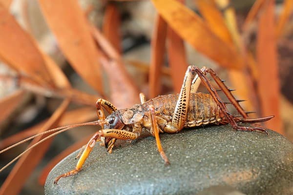 What Is a Weta? Everything To Know About This Mind-Blowing Insect - A-Z ...