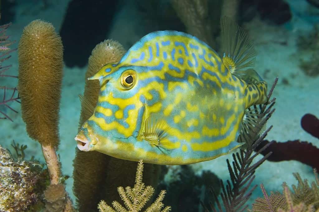 The 17 Most Colorful Saltwater Fish - A-Z Animals