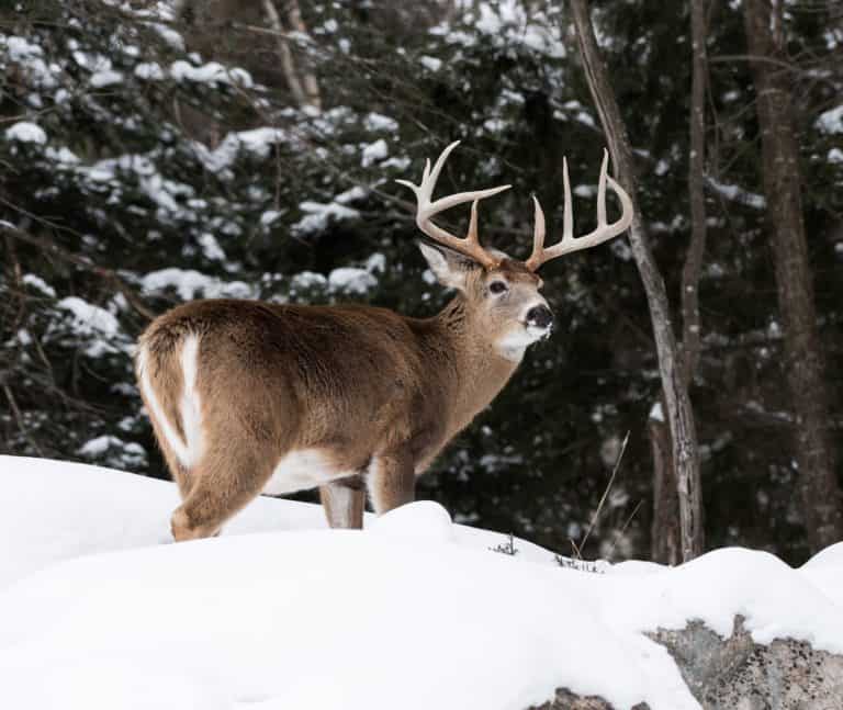 Every Animal You Can Spot in Acadia National Park - A-Z Animals