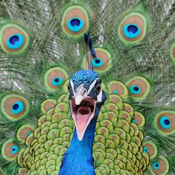 9 Sounds Peacocks Make and What Each Means - A-Z Animals