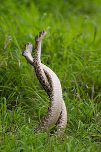 Myth or Fact: Did St. Patrick Rid Ireland of Snakes? - A-Z Animals