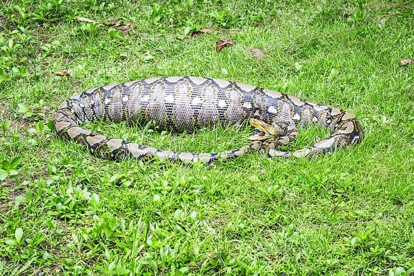 12 Ohio Cryptids: Appearance, Behavior, and Location - A-Z Animals