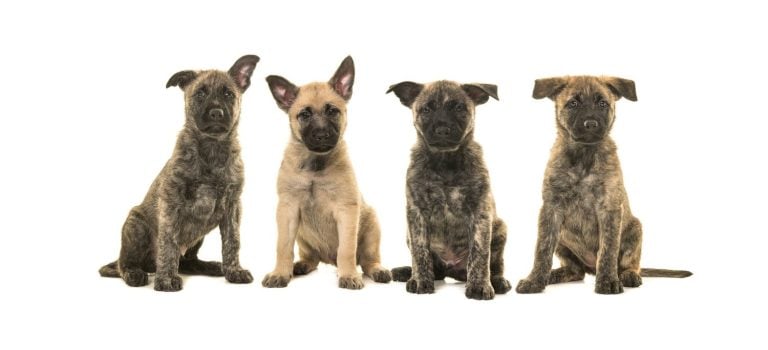 Discover Dutch Shepherd Colors and Markings - A-Z Animals