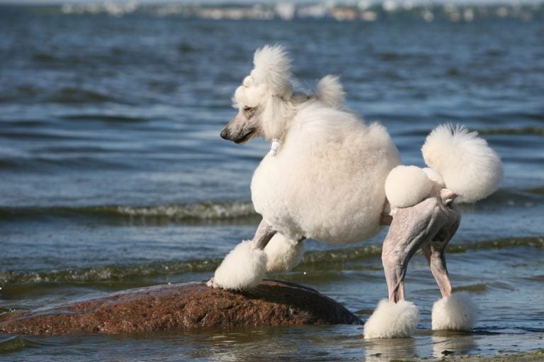 The 7 Top Reasons That Poodles Are the Perfect Guard Dog - A-Z Animals